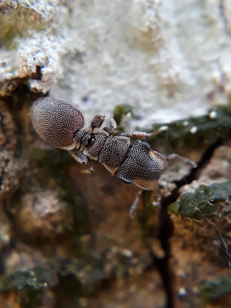 Cephalotes maculatus (Hymenoptera of Loreto, Peru) · iNaturalist
