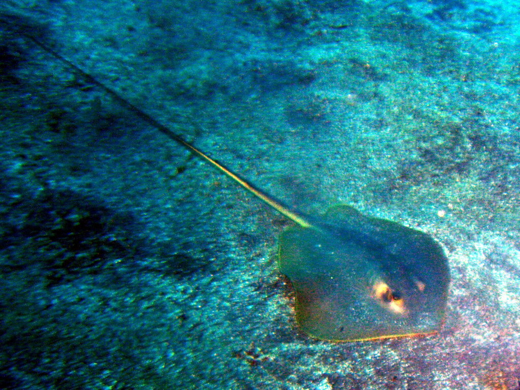 Red stingray (Suma aquarium, Kobe, Hyogo prefecture, Japan) · iNaturalist