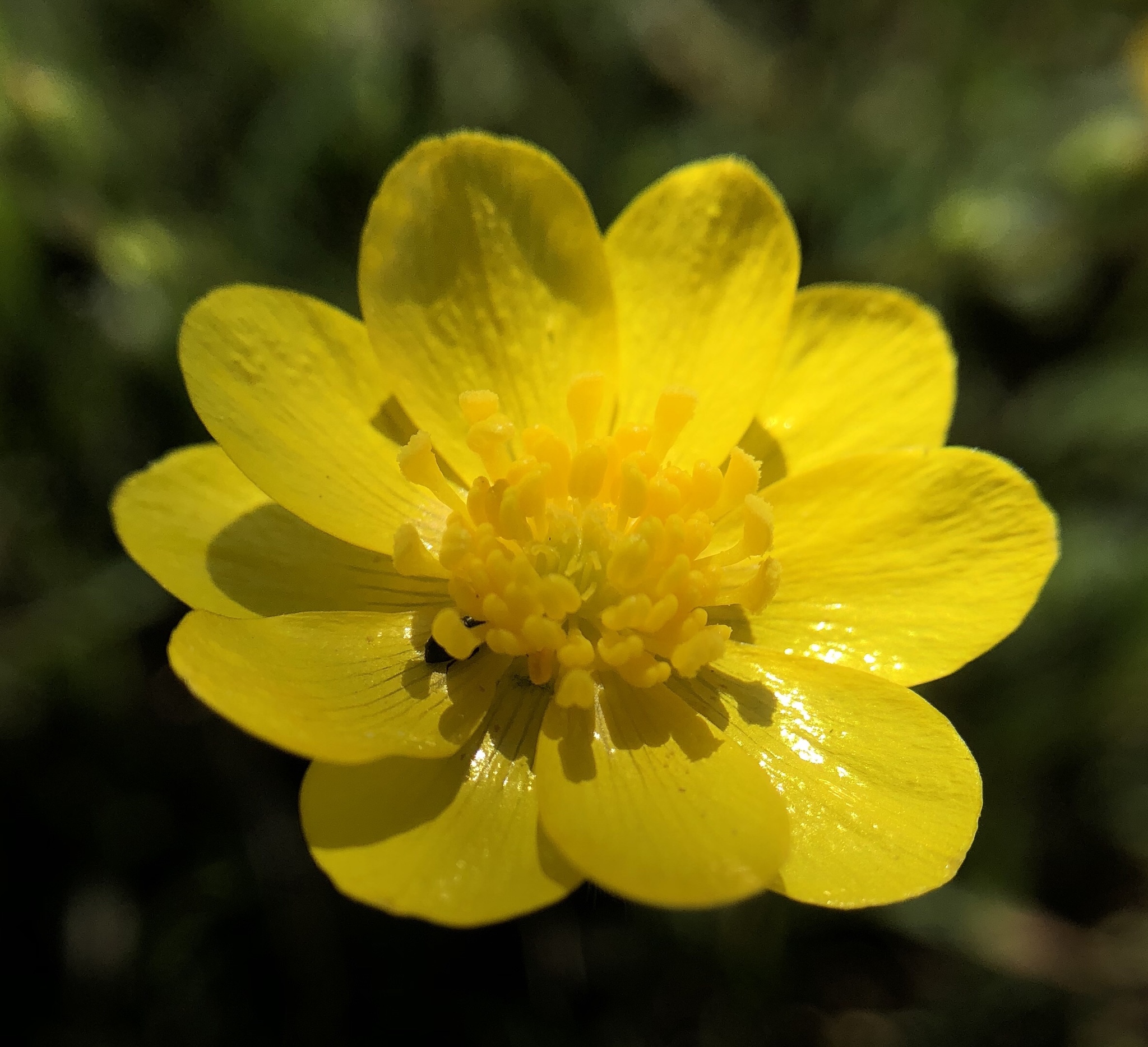 Ranunculus canus Benth.