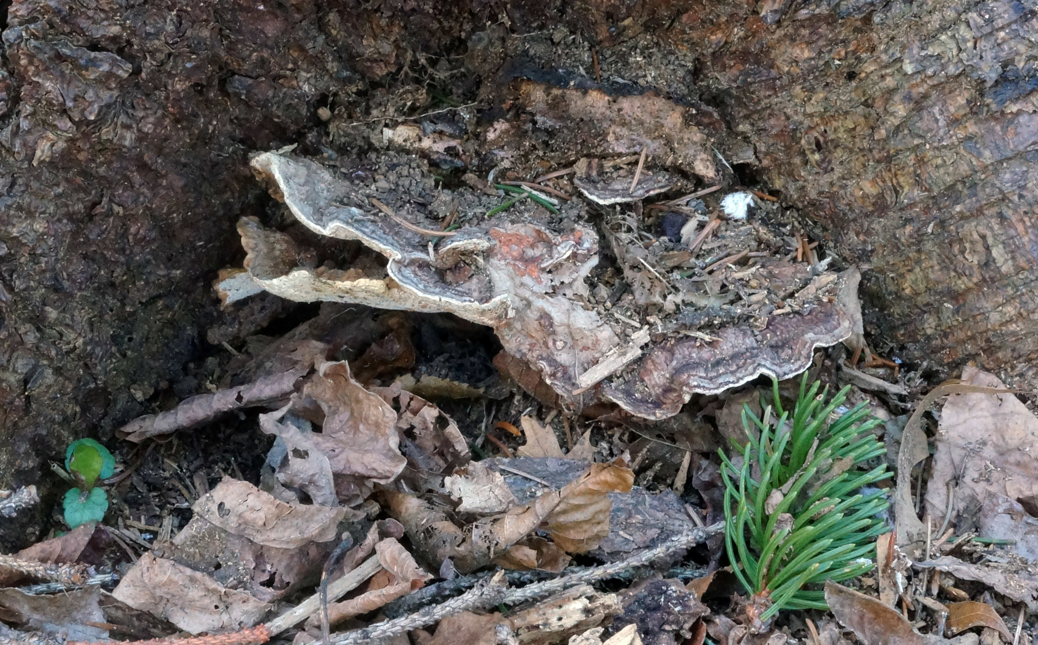 Heterobasidion irregulare Garbel. & Otrosina