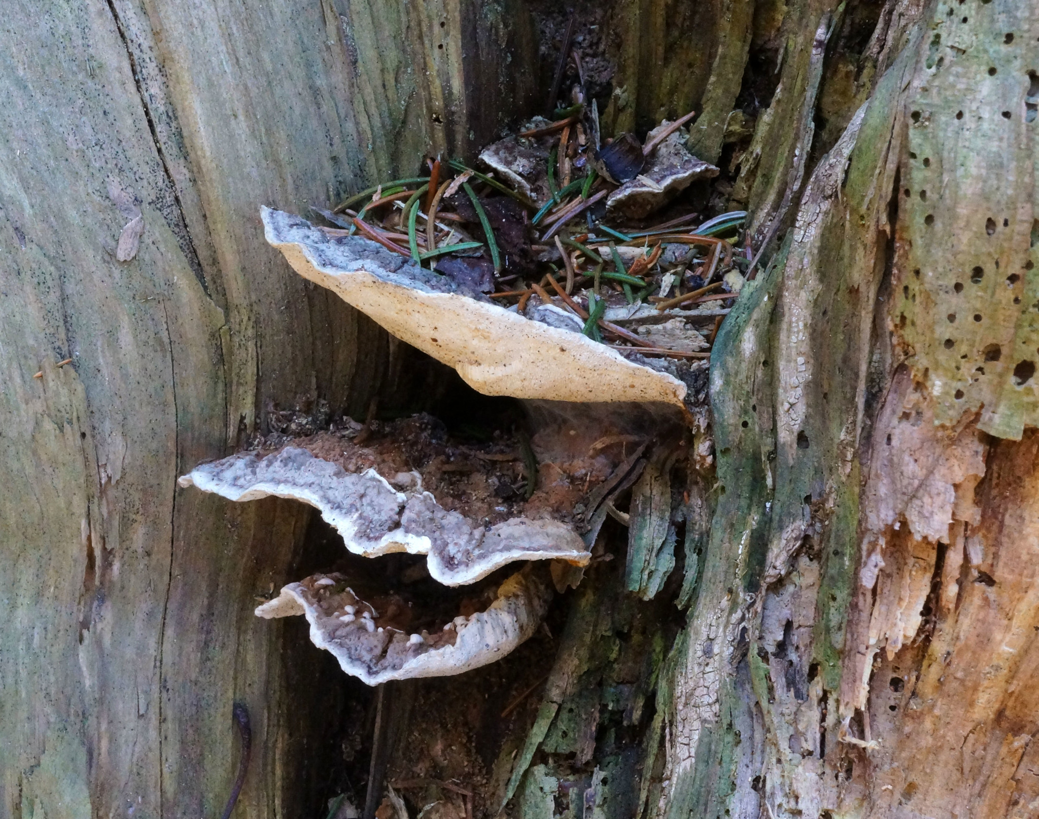 Heterobasidion irregulare Garbel. & Otrosina