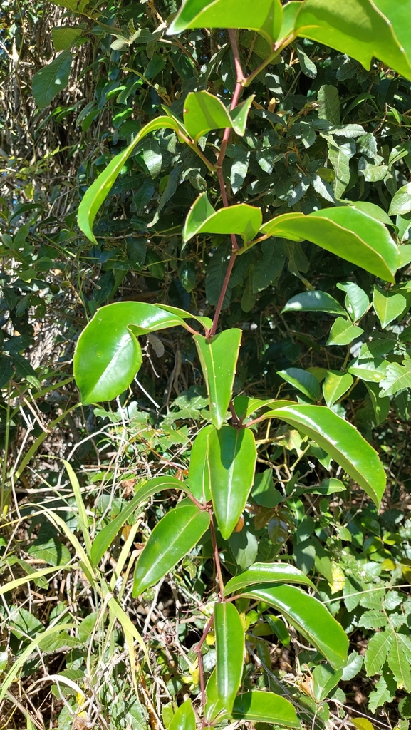 Native Grape from Dayboro QLD 4521, Australia on July 30, 2021 at 10:17 ...