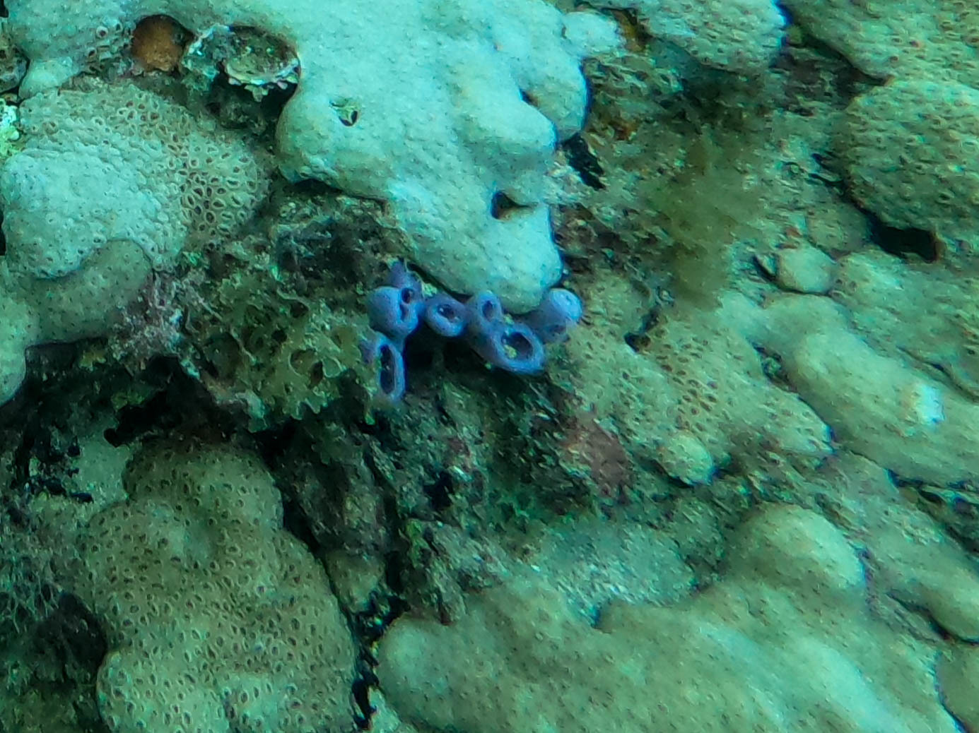 Chalinula molitba (de Laubenfels, 1949)