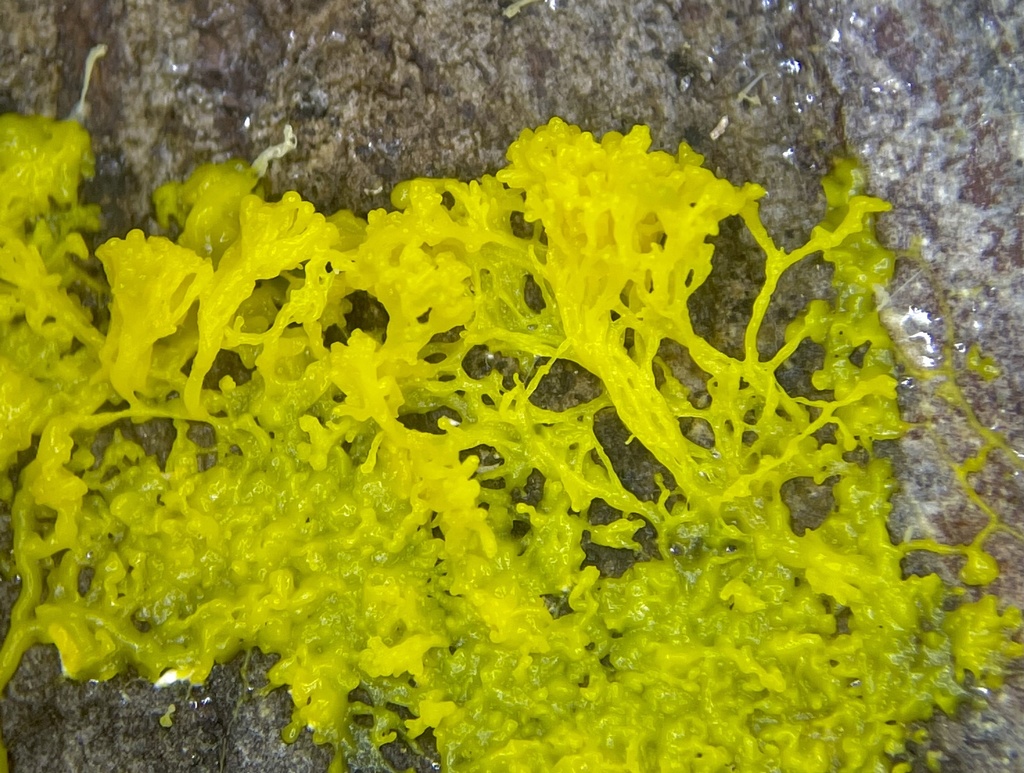 Many-Headed Slime (protozoans of the USA) · iNaturalist