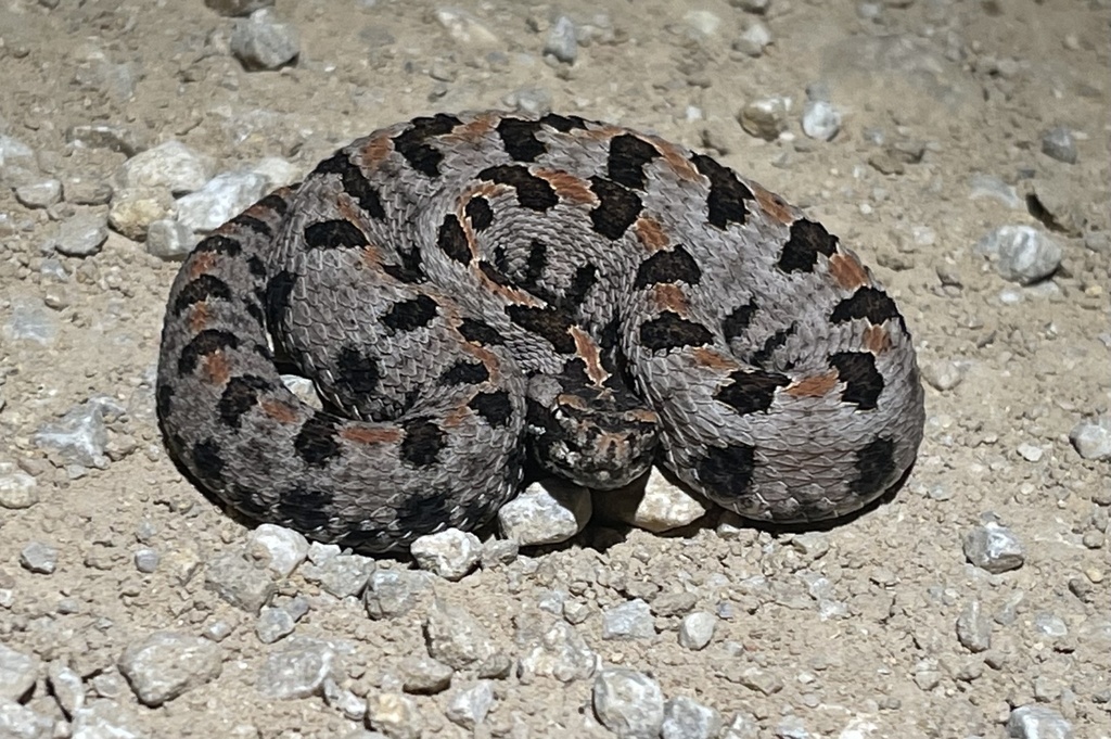 Western Pygmy Rattlesnake in July 2021 by Bryan Box · iNaturalist