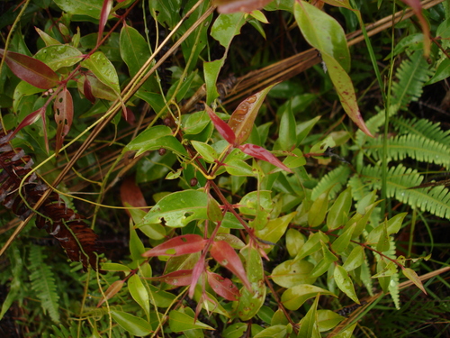 Decaspermum fruticosum · iNaturalist