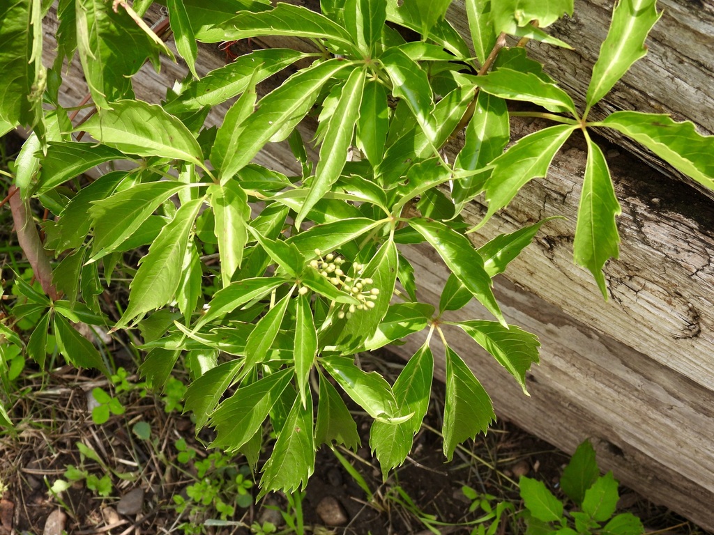 thicket creeper from Terrero, San Miguel County, NM, USA on July 21 ...