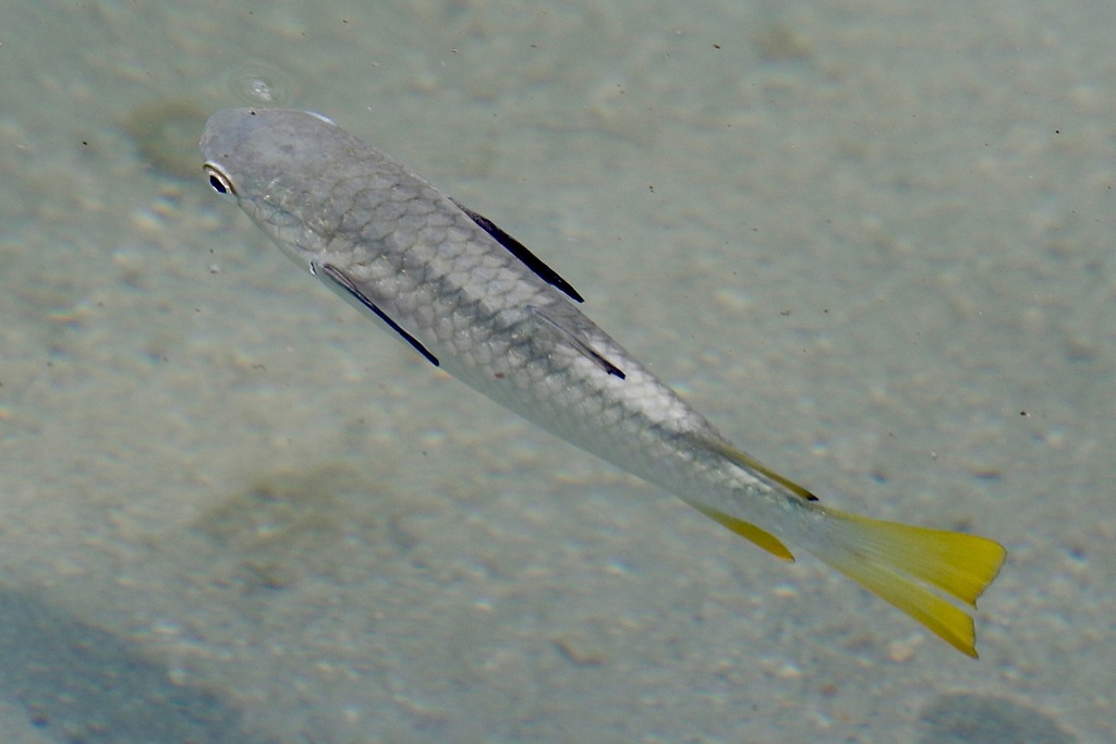 Squaretail Mullet (Ellochelon vaigiensis) - Marine Life Identification