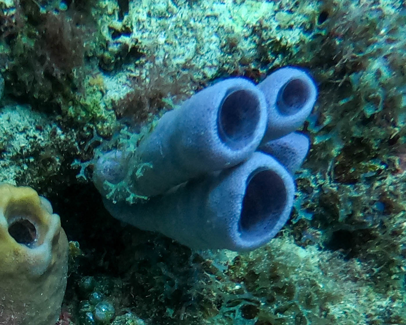 Chalinula molitba (de Laubenfels, 1949)