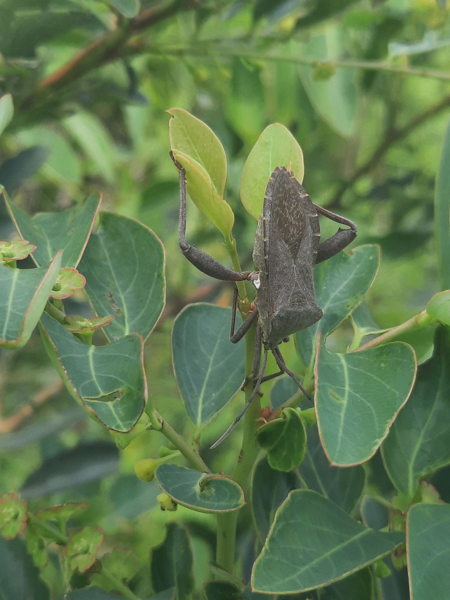Mictis tenebrosa (Fabricius, 1787)