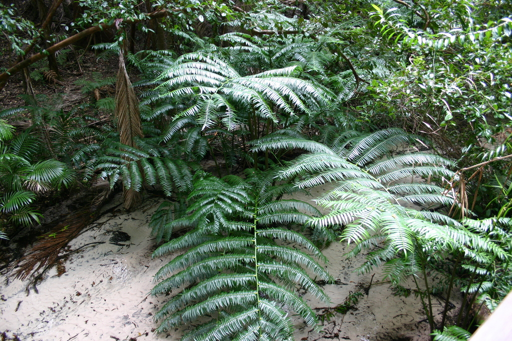 king fern from Fraser Island, QLD 4581, Australia on August 21, 2005 at ...