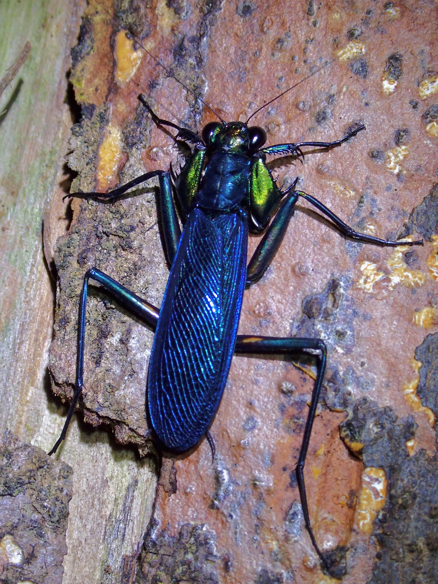 Metallyticus splendidus Westwood, 1835