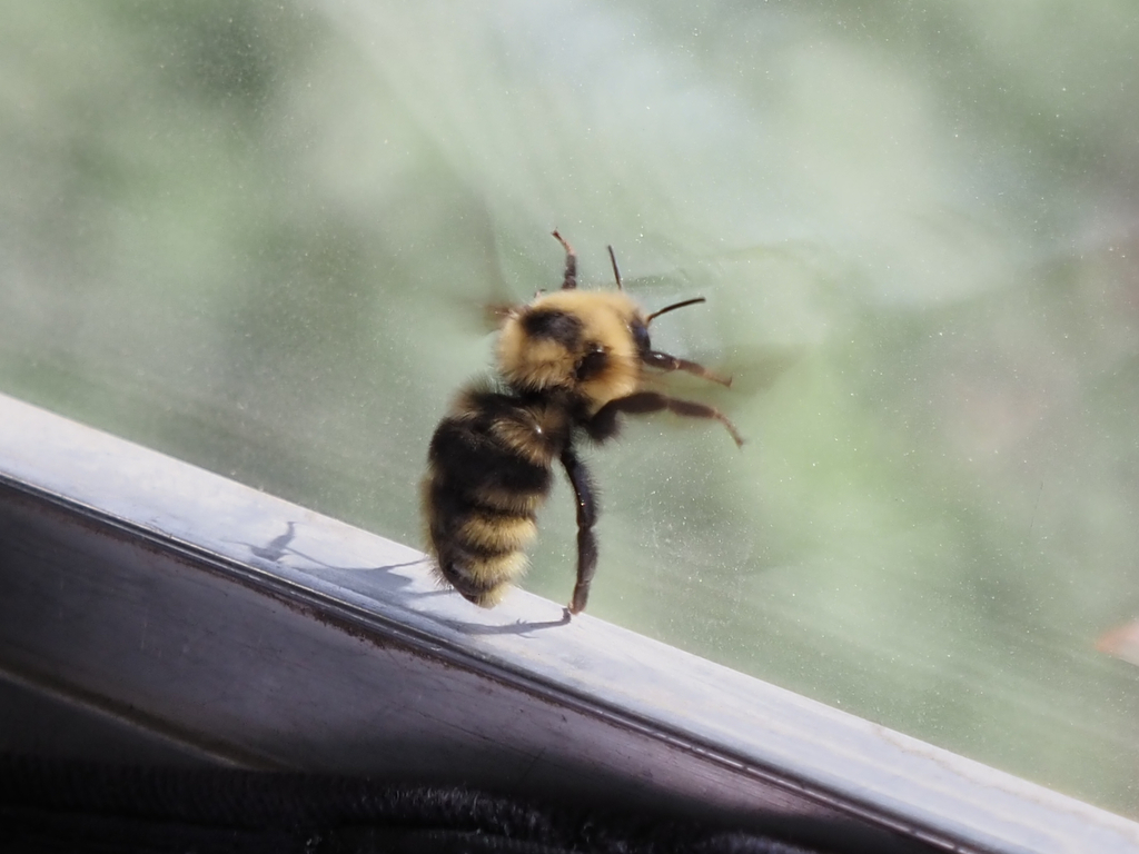 Indiscriminate Cuckoo Bumble Bee (Mount Rainier National Park ...