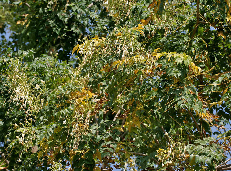 Millingtonia Hortensis