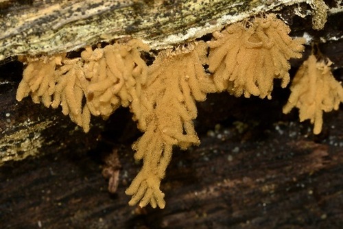 Arcyria obvelata (Denver-Boulder Metro Area: Fungi, Lichen, Algae, and ...