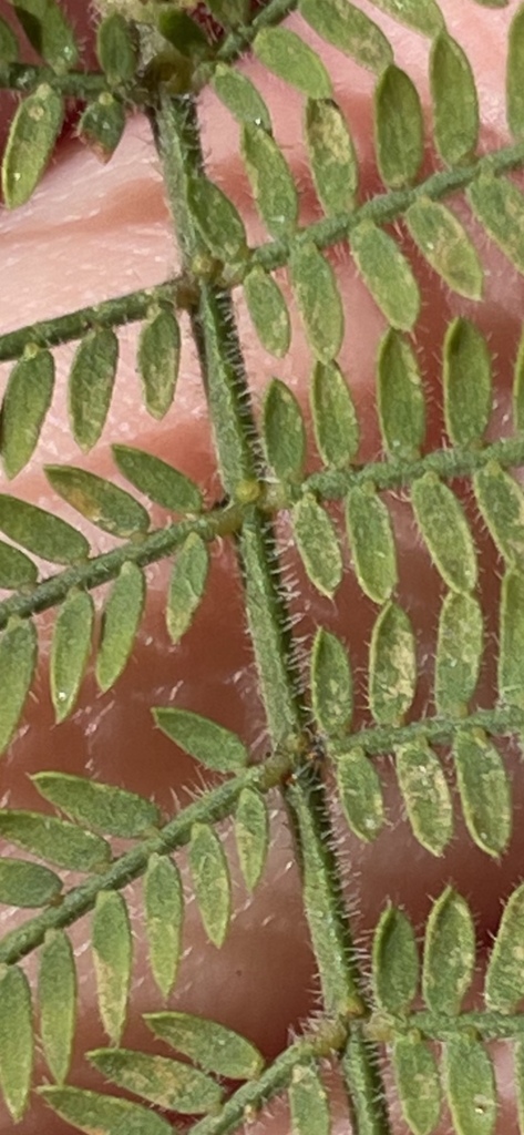 Downy Wattle (Acacia pubescens) - Botanical Realm