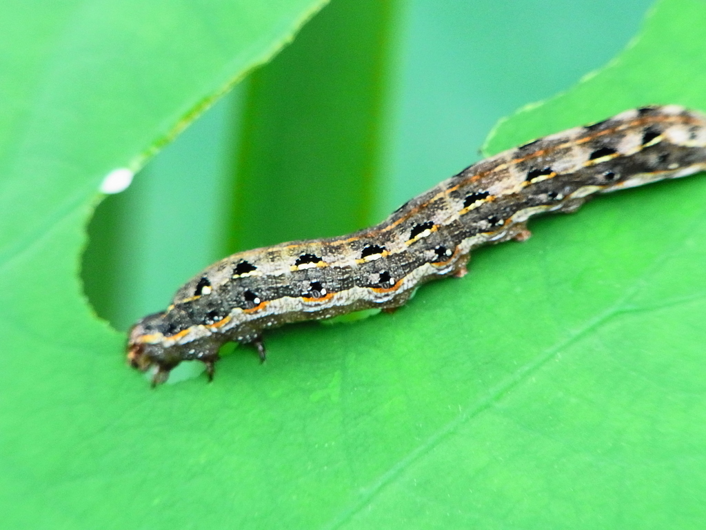 Lily Caterpillar Moth from Brisbane QLD, Australia on January 08, 2014 ...