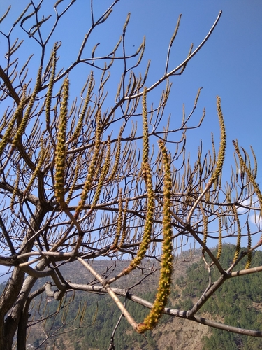 Falconeria insignis · NaturaLista Colombia