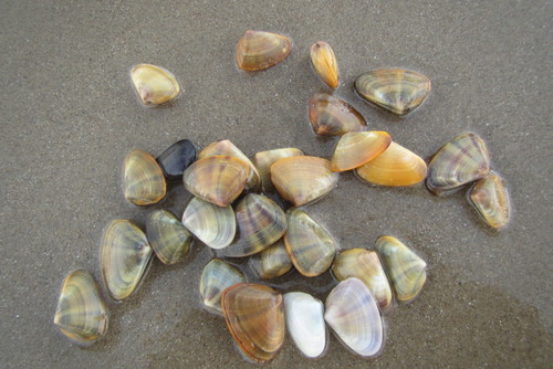 Latona cuneata · iNaturalist