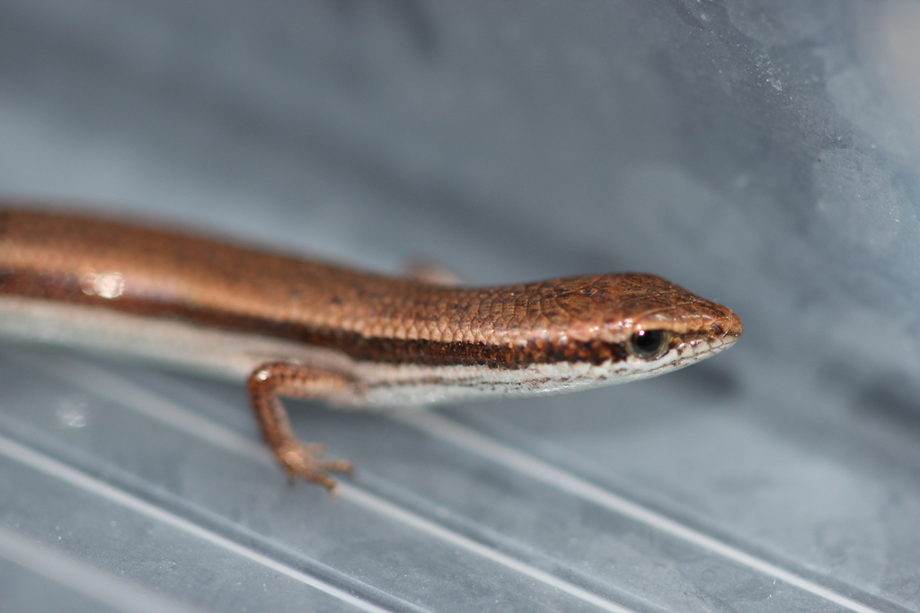 Common Dwarf Skink (Bollygum Dell Biodiversity) · iNaturalist