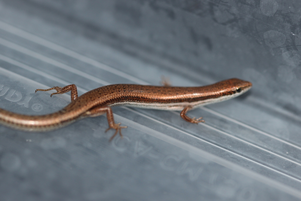 Common Dwarf Skink (Bollygum Dell Biodiversity) · iNaturalist