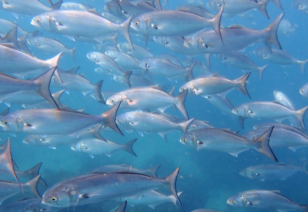 Bluefishes (Pomatomidae) - Marine Life Identification