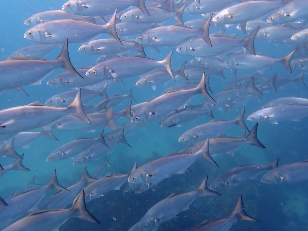 Bluefish from Manly, NSW, Australia on April 2, 2018 at 10:02 AM by ...