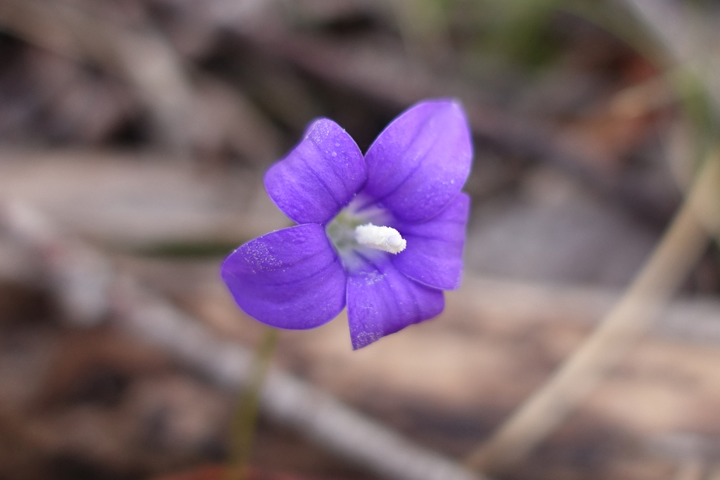 Royal Bluebell (Wahlenbergia gloriosa) - Botanical Realm