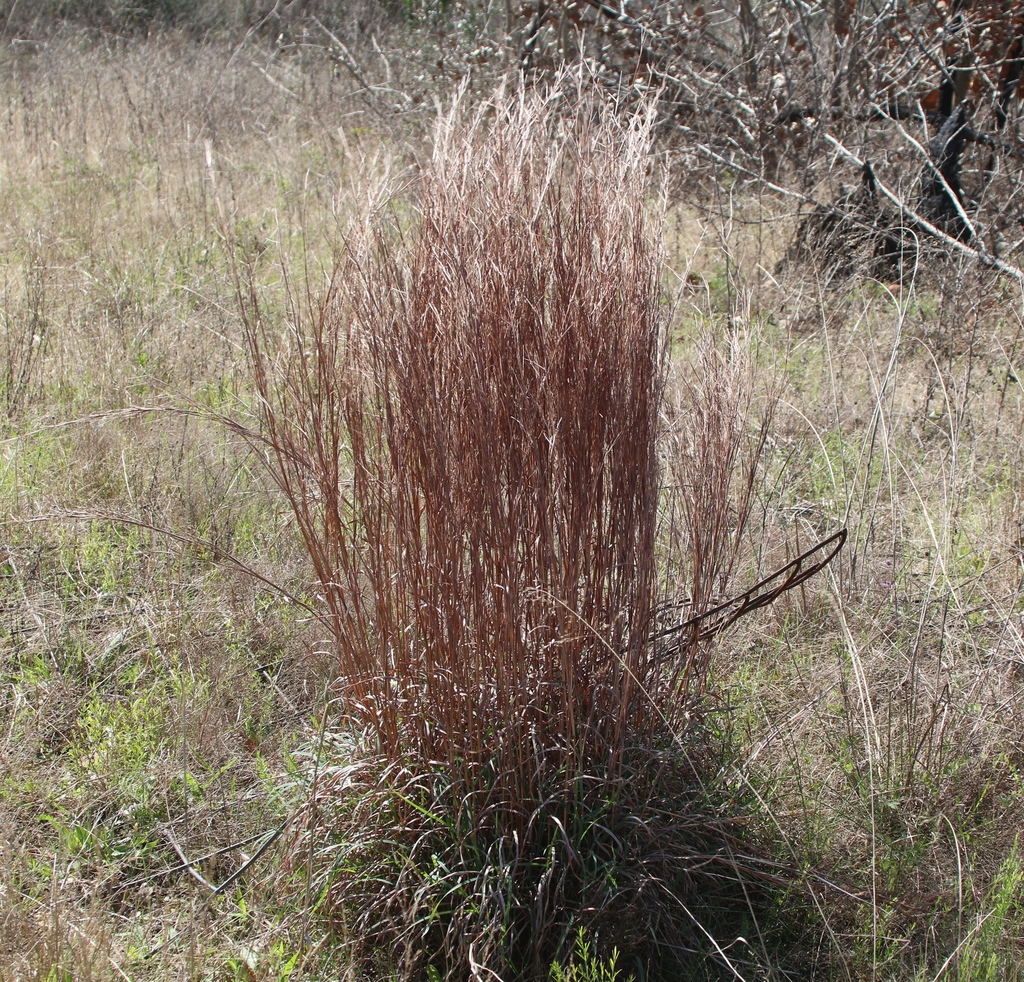 little bluestem (Nash Prairie Plants List) · iNaturalist