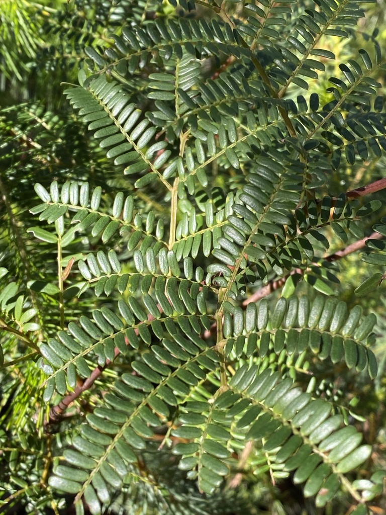 Sunshine Wattle (Acacia terminalis) - Botanical Realm