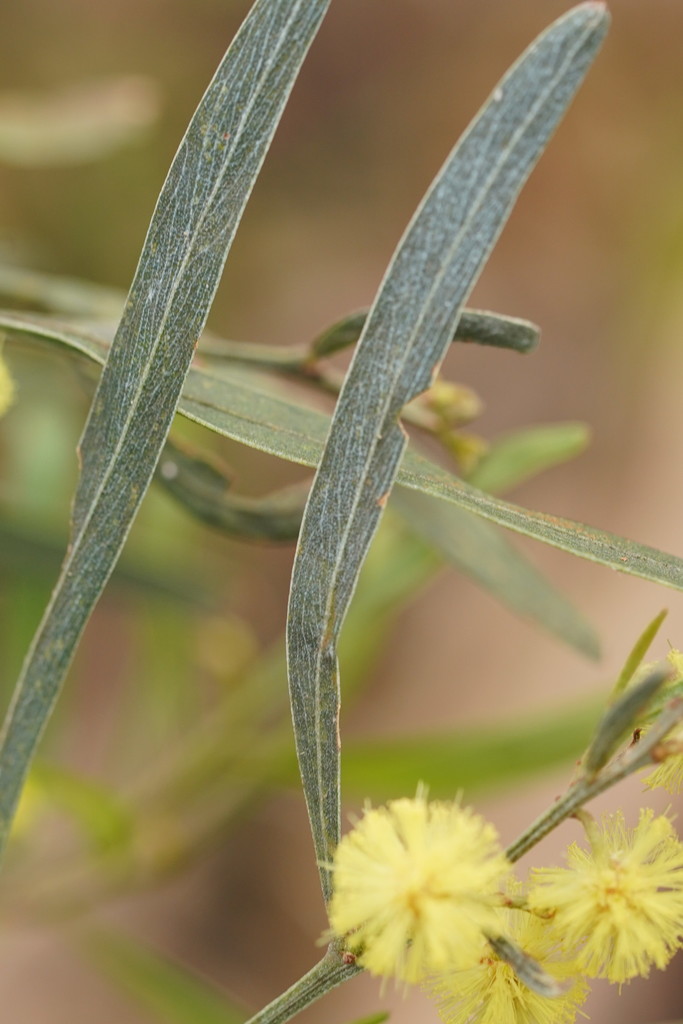 Hop wattle (Acacia stricta) - Botanical Realm