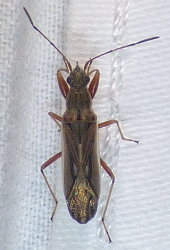 Paromius longulus from Calhoun Falls, SC 29628, USA on July 30, 2021 at ...