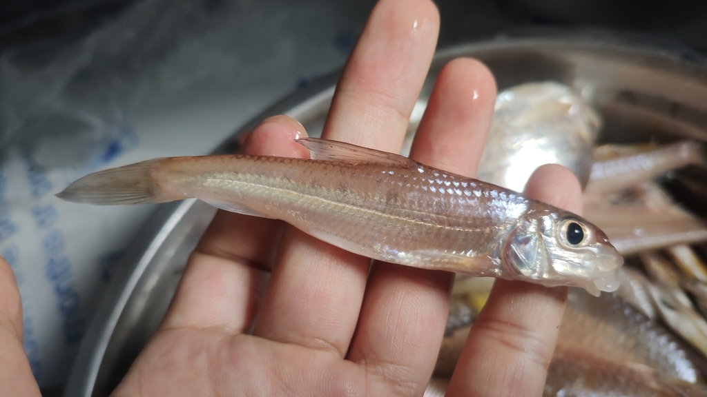 Spotted barbel from Xishuangbanna Dai, CN-YN, CN on July 28, 2021 at 06 ...