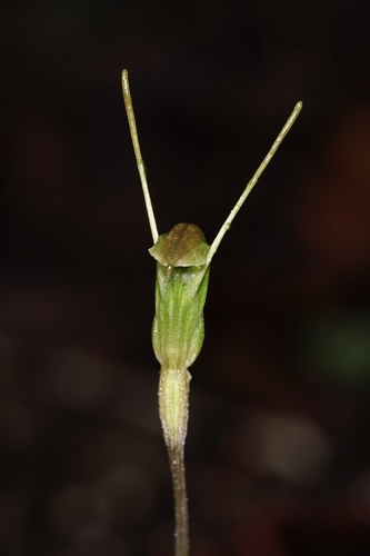 Slender Snail Orchid (Pterostylis crispula) · iNaturalist