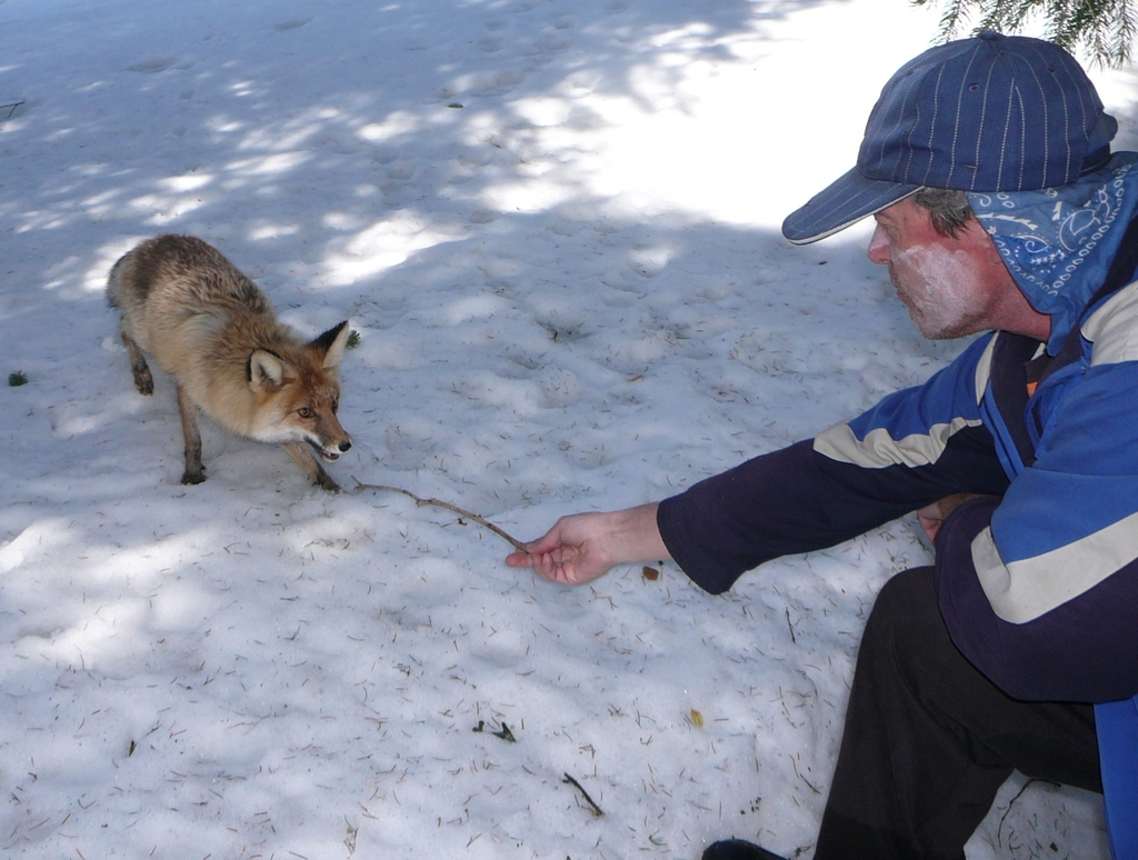 Karaganda Red Fox (Vulpes vulpes karagan) - Know Your Mammals
