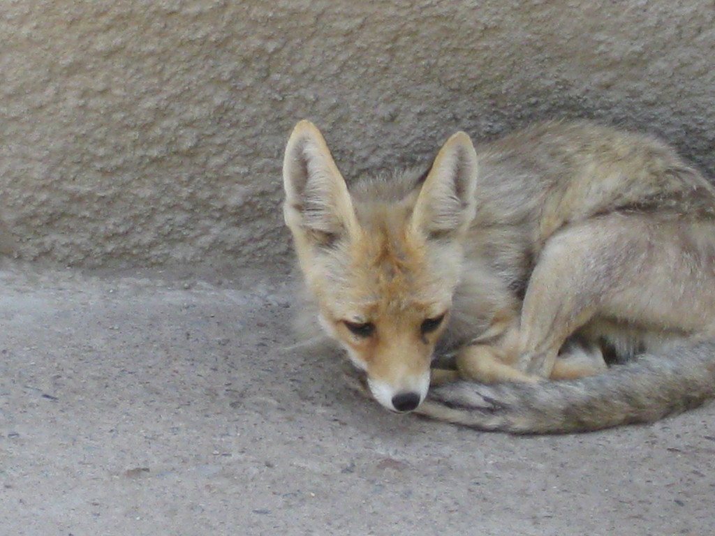 Turkmenian Red Fox (Vulpes vulpes flavescens) - Know Your Mammals