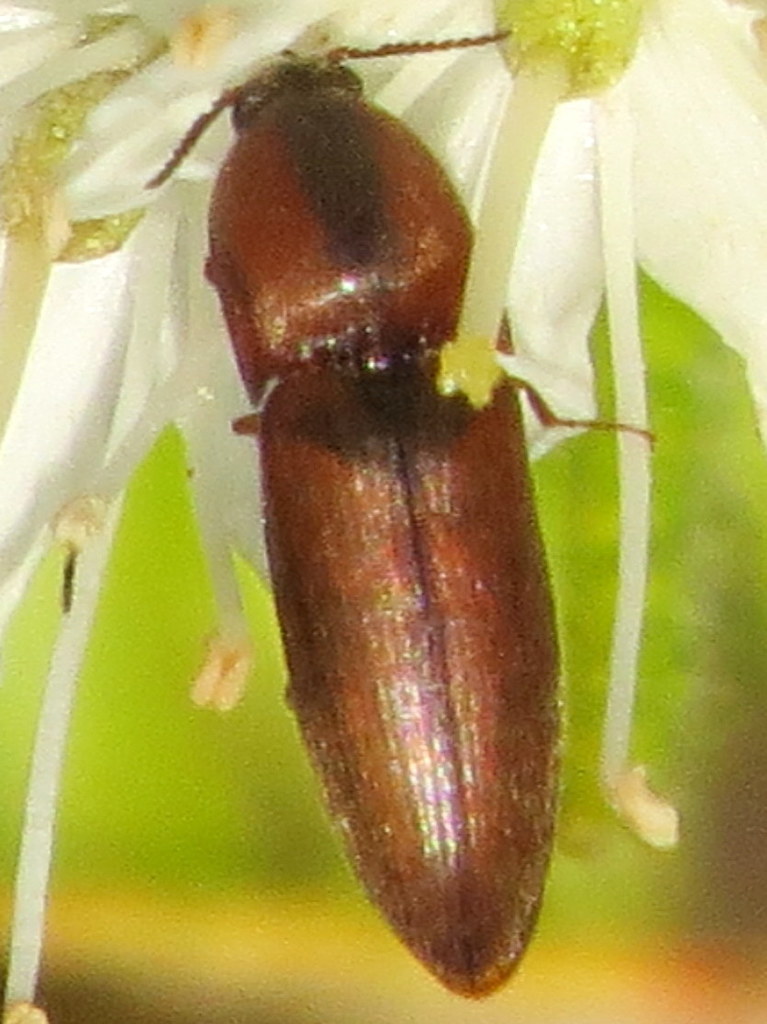 Strange Click Beetle (Click Beetles of the United States) · iNaturalist