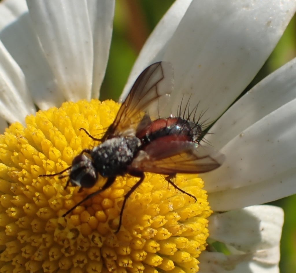 Red Spotted Parasite Fly from Новосибирская обл., Россия, 630090 on ...