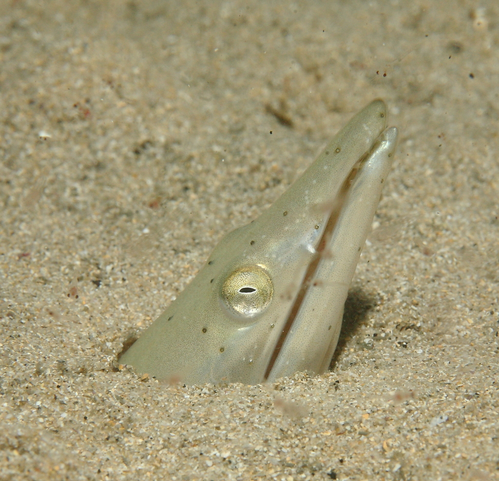 Giant Snake Eel (Fish of Randwick Council costal area: Coogee Beach and ...