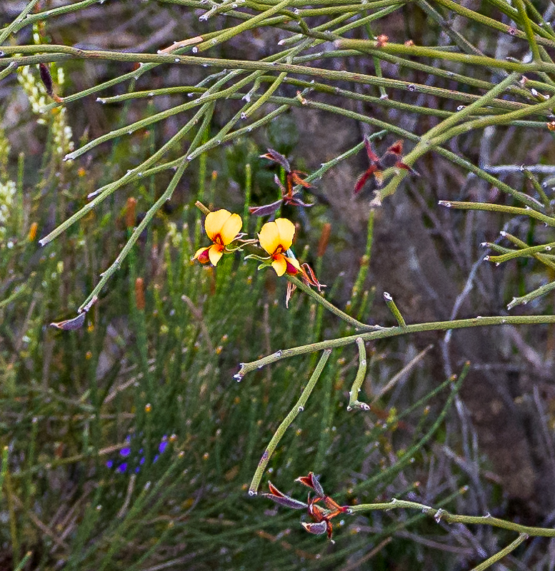 (Jacksonia elongata) - Botanical Realm