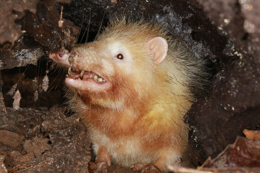 Moonrat (Echinosorex gymnurus) - Know Your Mammals