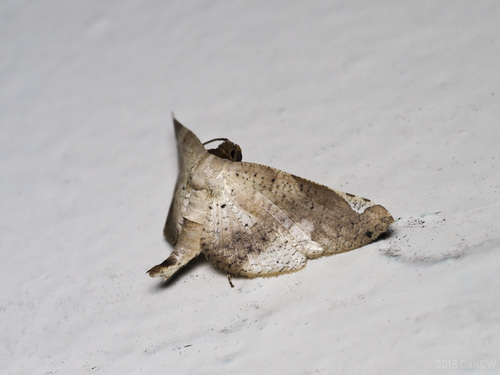 Calindoea atripunctalis · iNaturalist