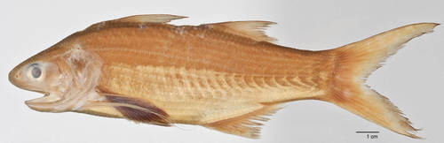 Barbudo ocho barbas (Polydactylus octonemus)