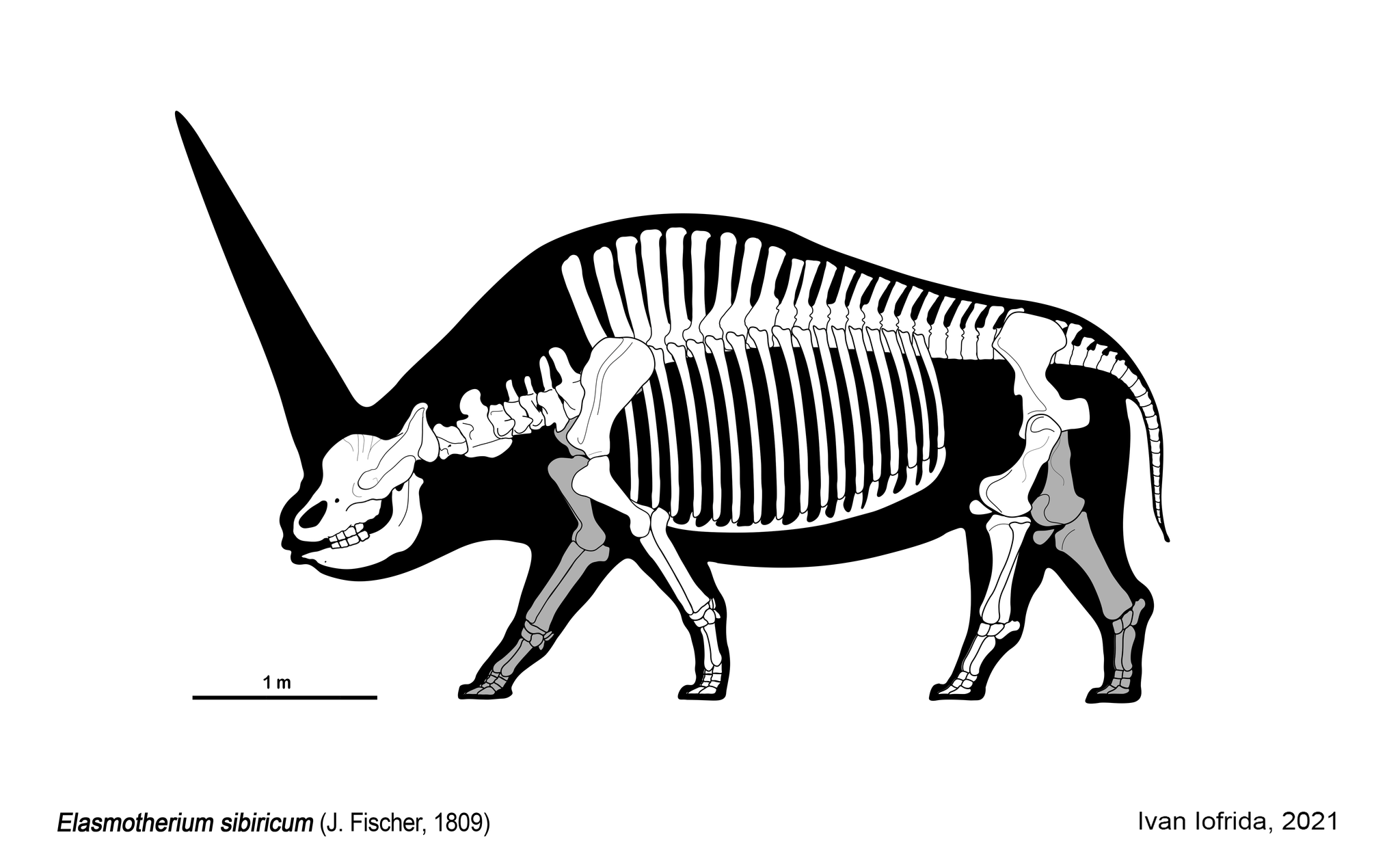 Elasmotherium Size