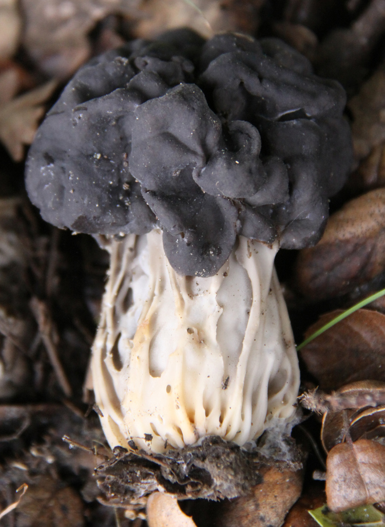 Helvella dryophila (Common Fungi of Redwood Regional Park) · iNaturalist