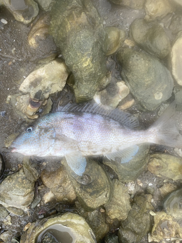 Pigfish from Indian Pass Rd, Port Saint Joe, FL, US on June 22, 2021 at ...