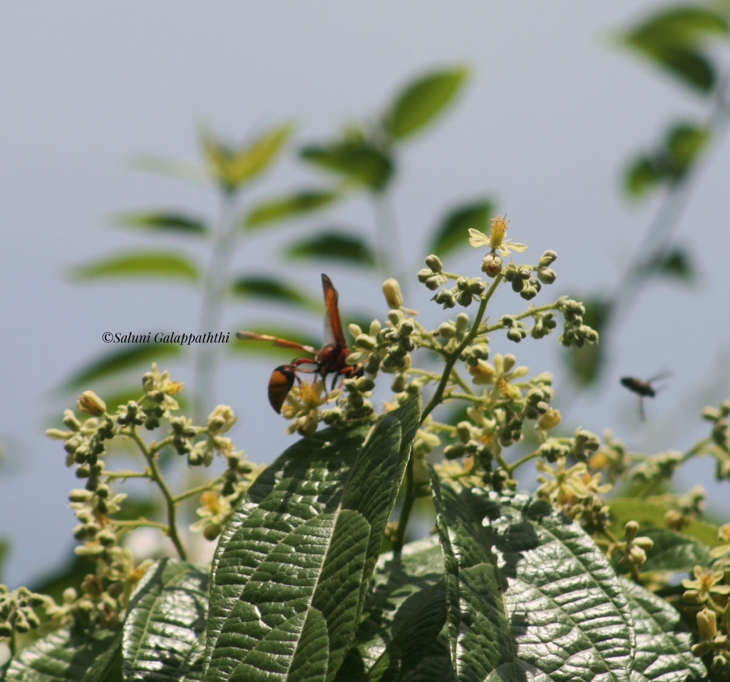 Delta pyriforme from Deshasthra Kalutara West, Wadduwa, Sri Lanka on ...