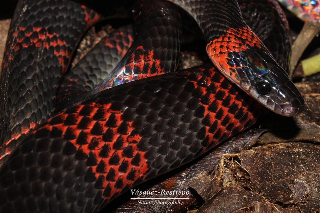 Forest Flame Snake (Oxyrhopus petolarius) - Snakes and Lizards