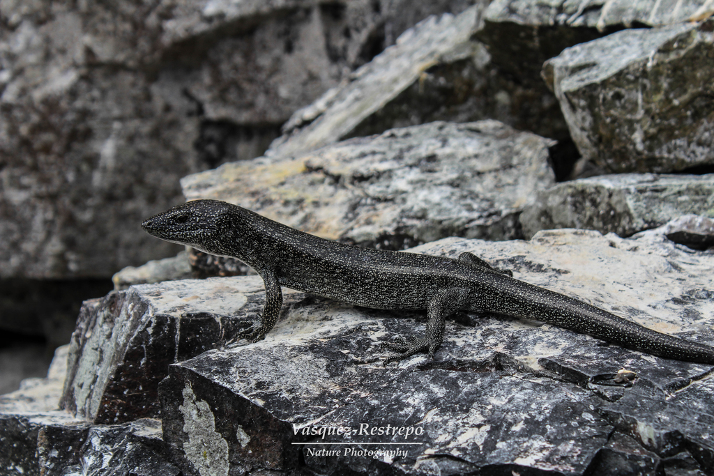 Dotted Galliwasp from Malpelo Island on March 10, 2017 at 08:15 AM by ...