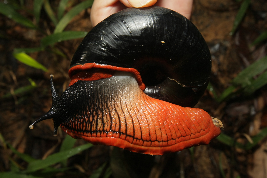 Fire Snail in May 2008 by azriealliamat · iNaturalist